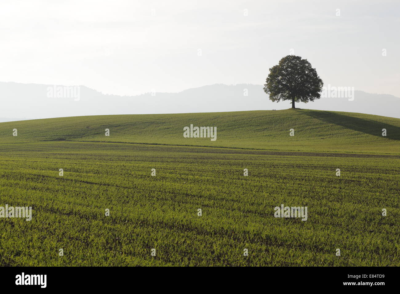 Solitree hi-res stock photography and images - Alamy