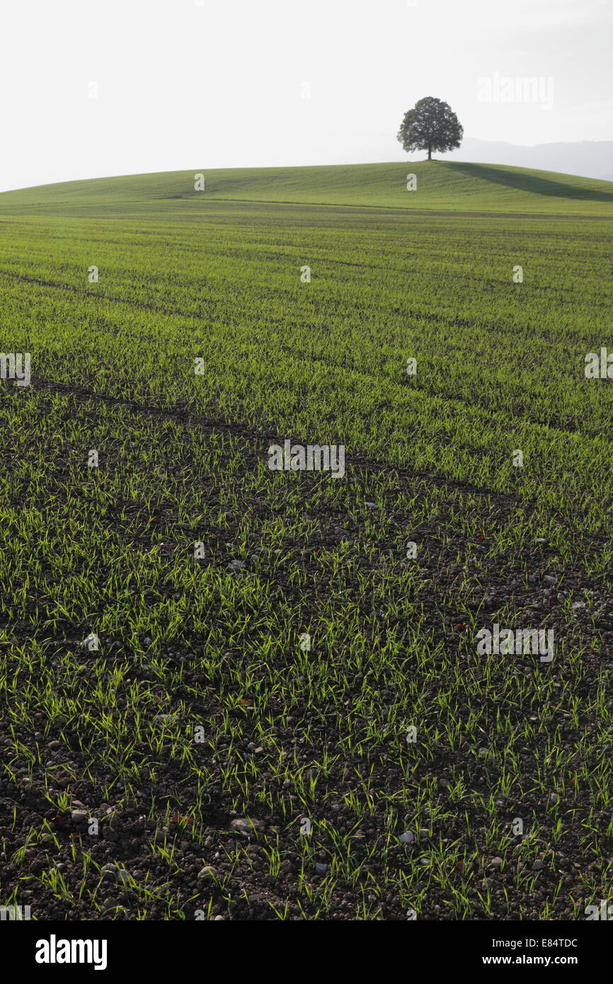 A solitary tree on an open landscape near Lucerne in Switzerland Stock ...