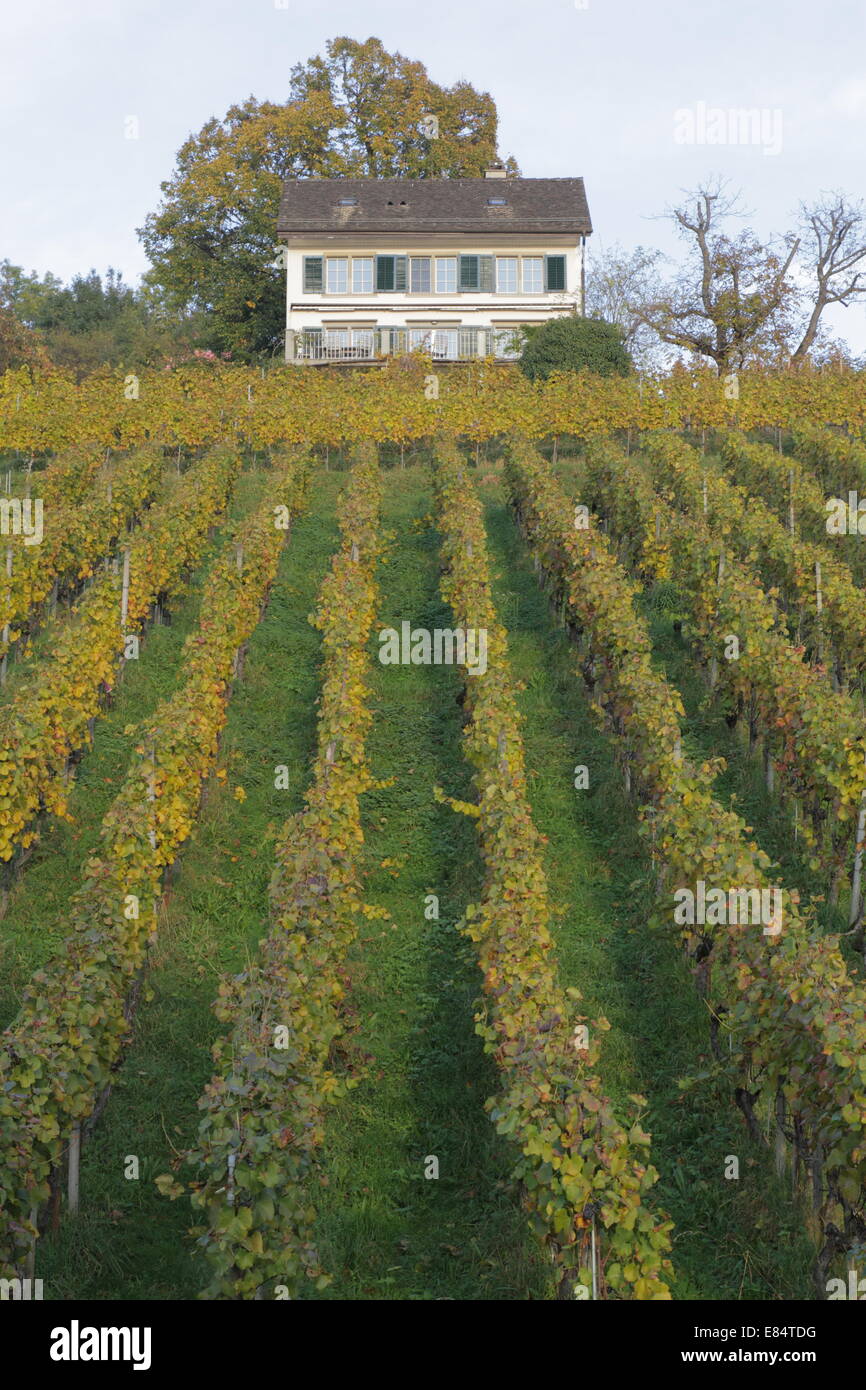 Vineyard rows small house hi-res stock photography and images - Alamy