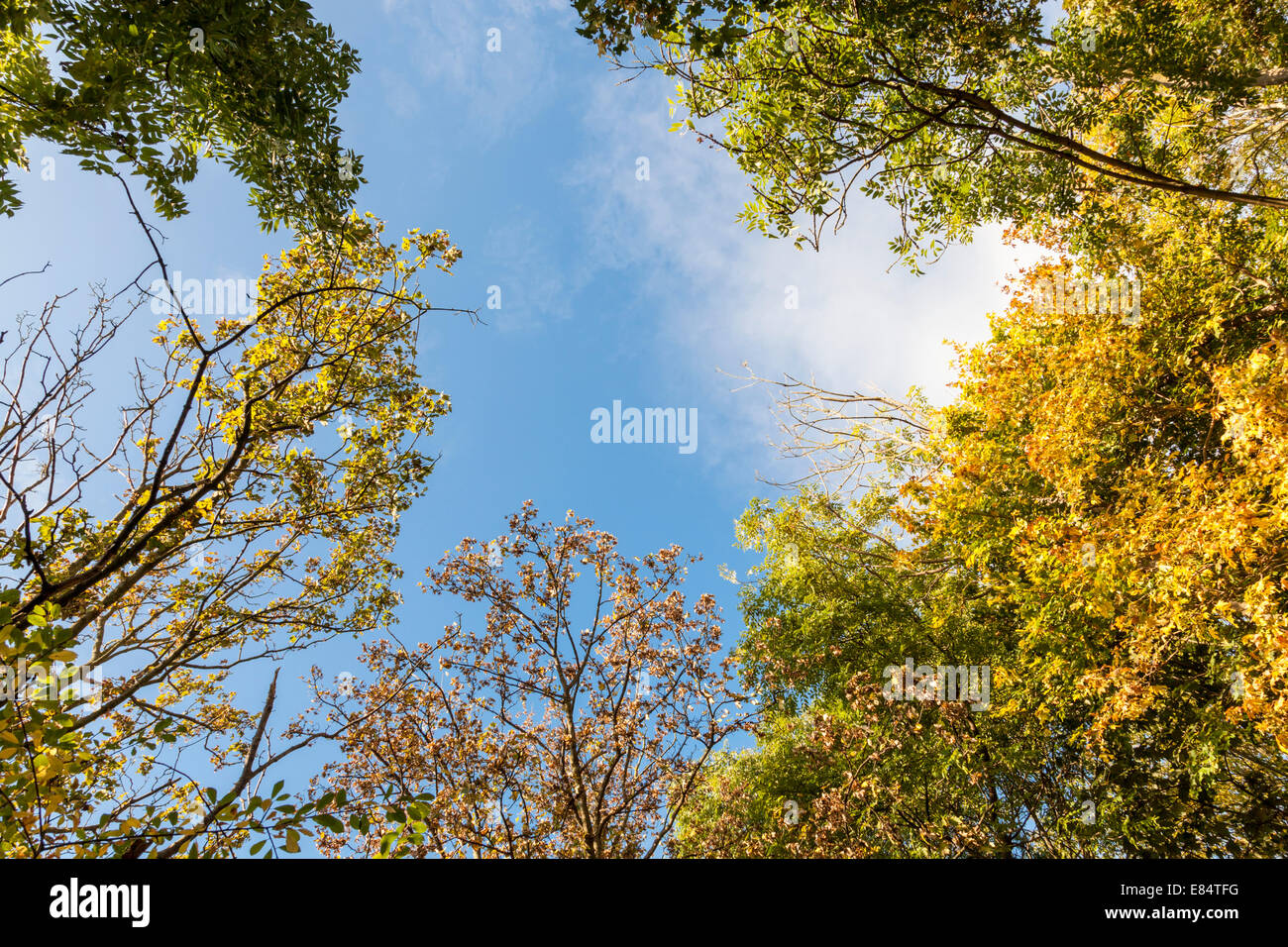 Autumn trees uk hi-res stock photography and images - Alamy