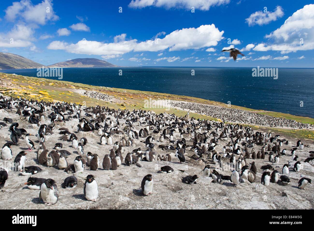 A colony of rockhopper penguins on Saunders Island in the western ...