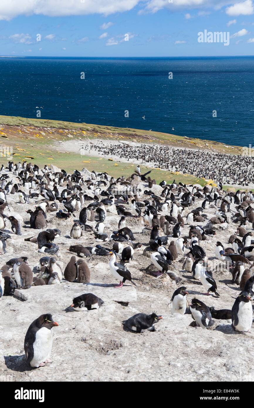 A colony of rockhopper penguins on Saunders Island in the western ...