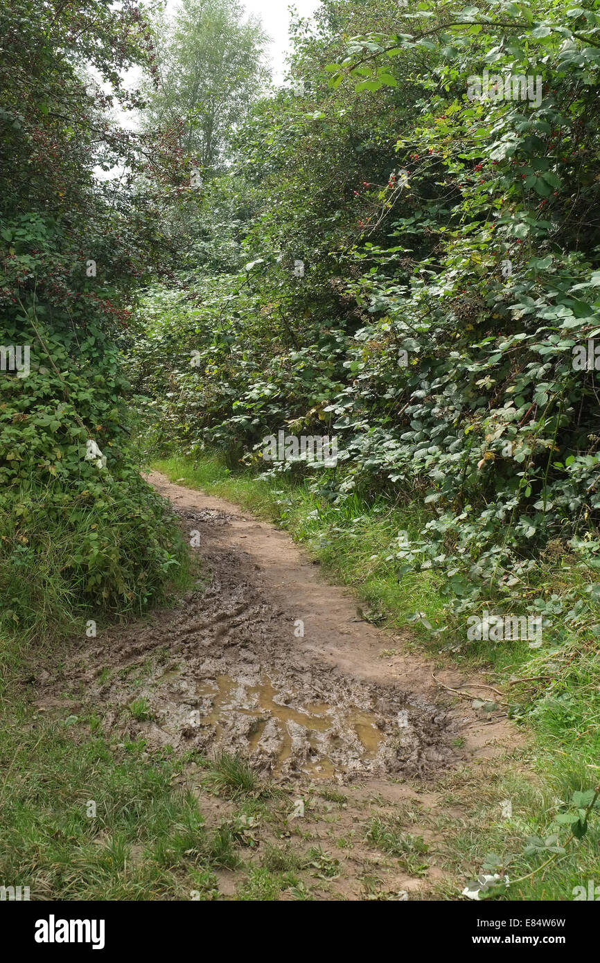 wood land forest trail, with muddy puddle in foreground. 3rd September ...