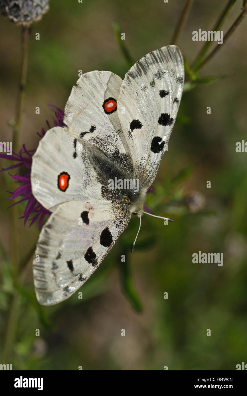 Apollo (Parnassius apollo Stock Photo - Alamy