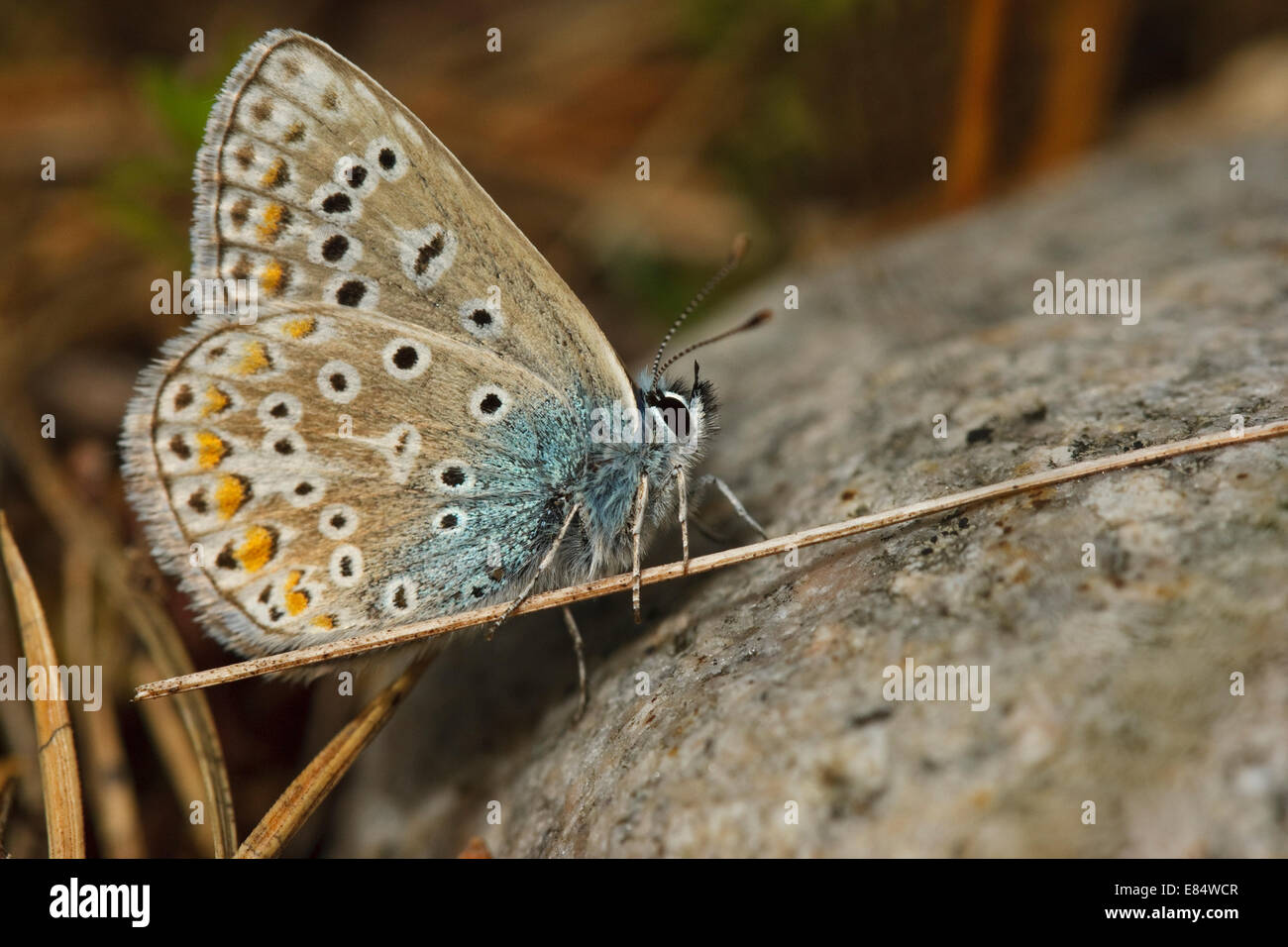 Common blue (Polyommatus icarus Stock Photo - Alamy