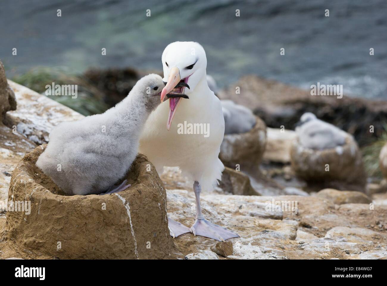 Black browed albatross feeding chick hi-res stock photography and ...