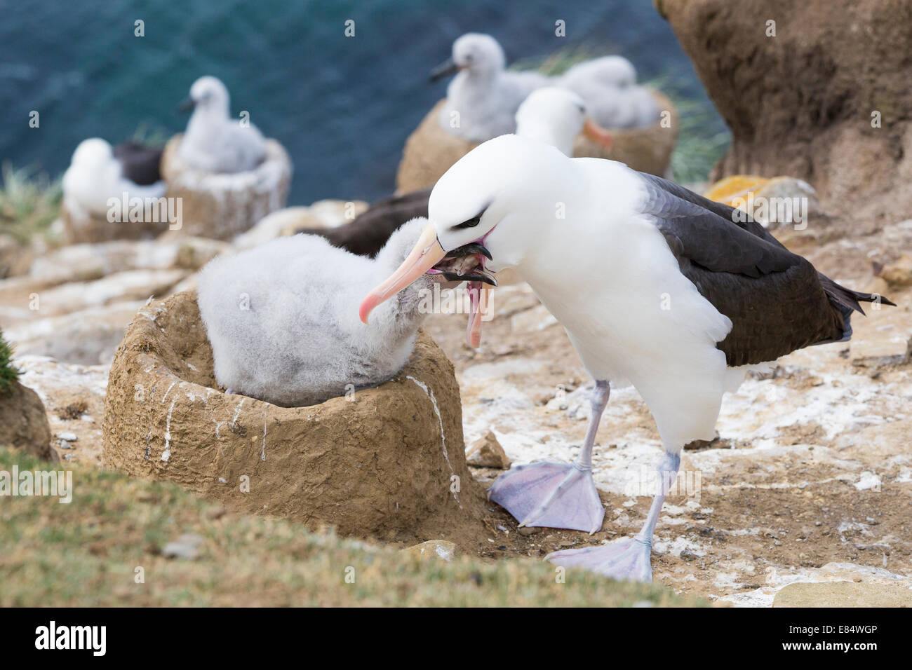 An adult black-browed albatross is feeding its chick. A portion of ...