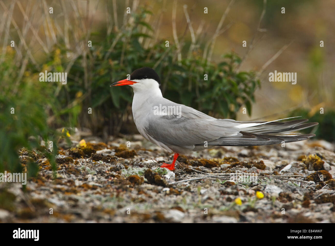 Common Tern (Sterna hirundo) adult Stock Photo - Alamy
