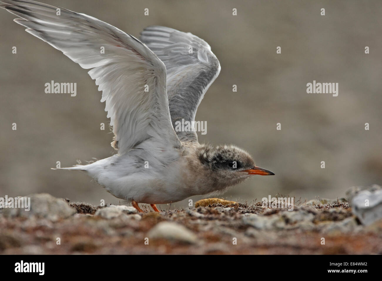 Arctic Tern (Sterna paradisaea) juvenile Stock Photo - Alamy