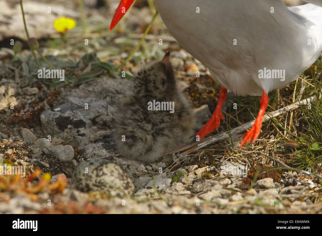 Arctic tern egg hi-res stock photography and images - Alamy