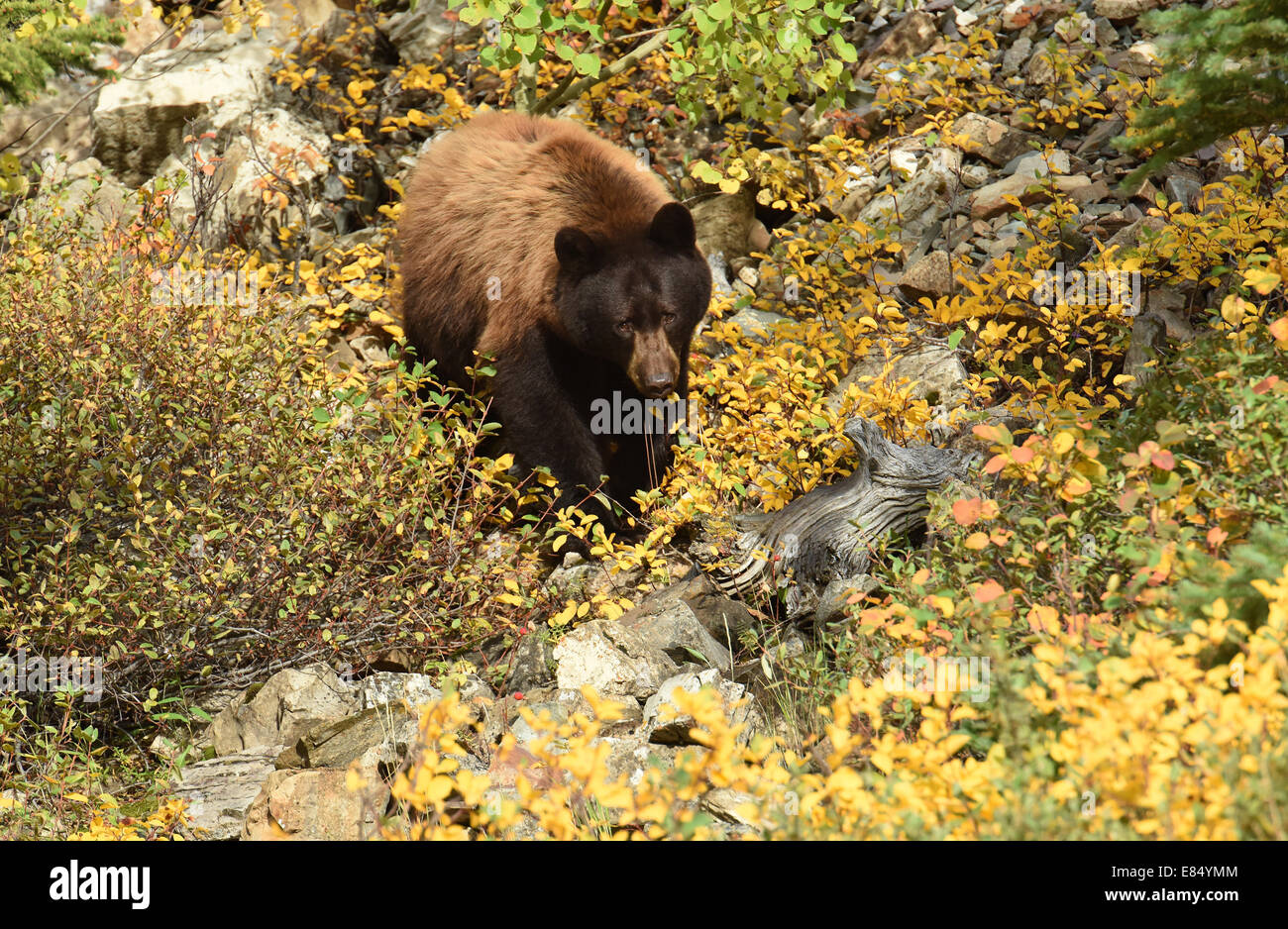 A Black Bear with Fall colors in the Many Glacier area of Glacier ...