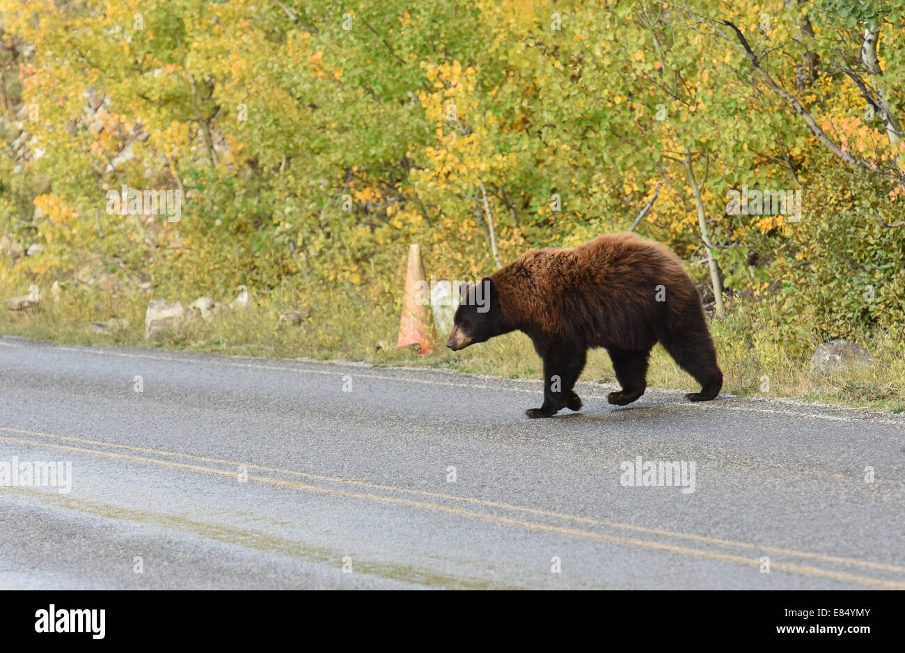 A Black Bear with Fall colors in the Many Glacier area of Glacier ...