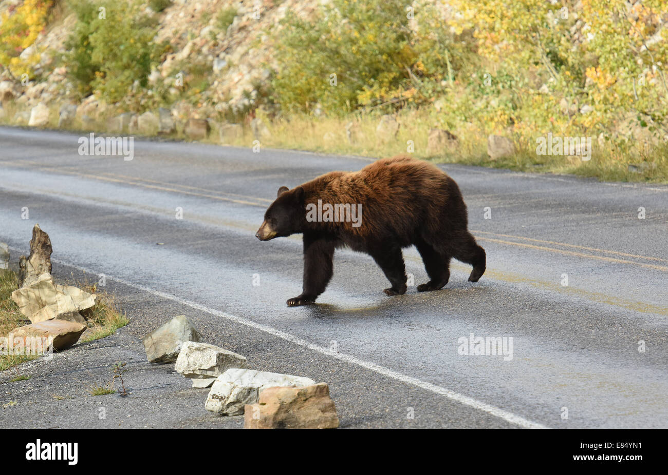 A Black Bear with Fall colors in the Many Glacier area of Glacier ...