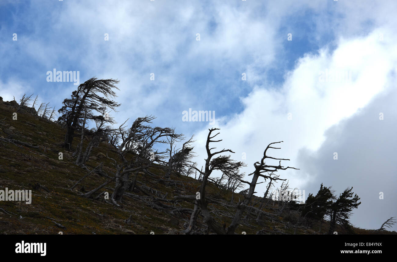 Wind Blowing Pine Trees