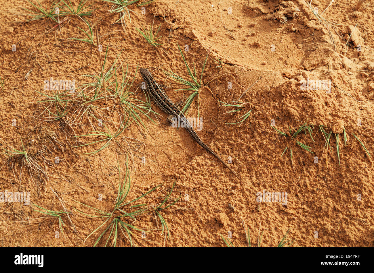 Lizard and sand Stock Photo - Alamy