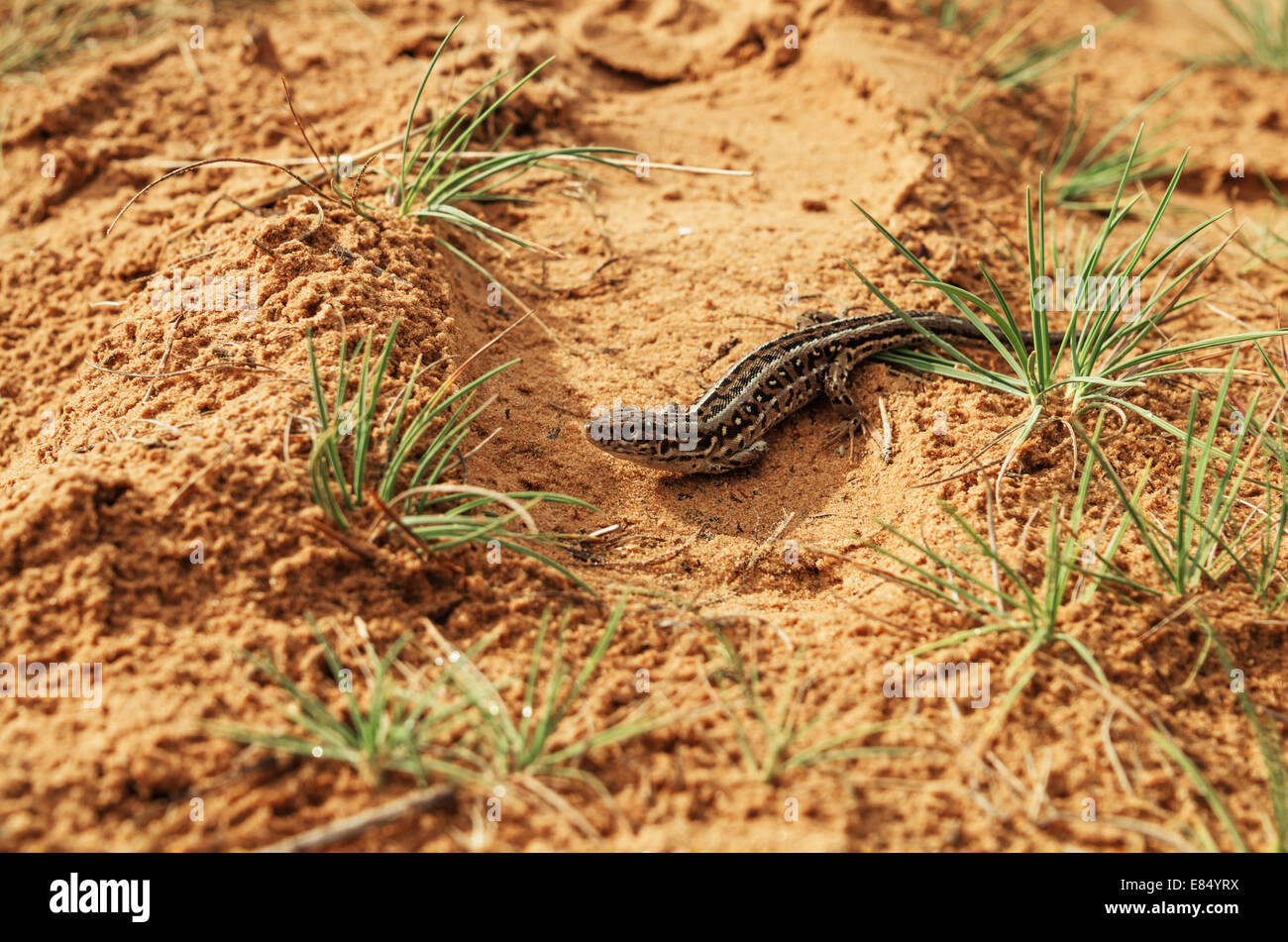 Lizard and sand Stock Photo - Alamy