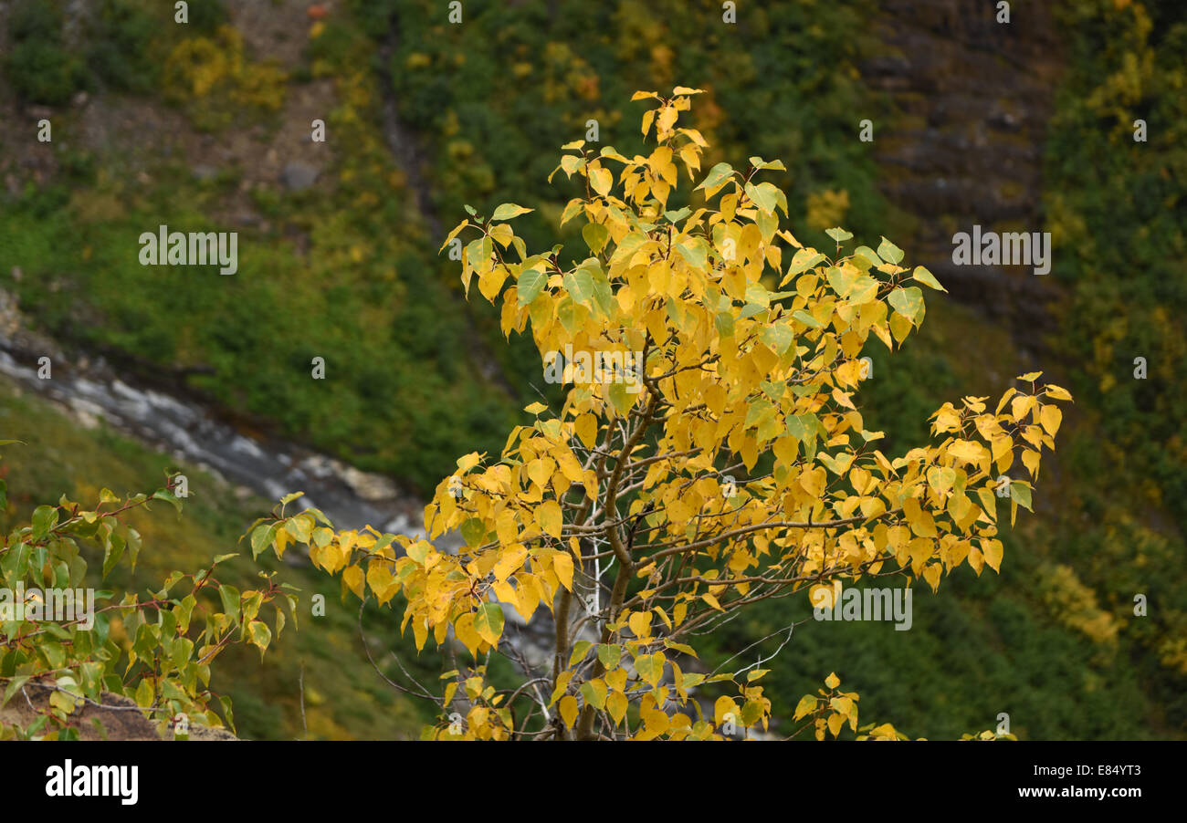 Trees with Fall or Autumn colors as viewed from Going-to-the-Sun Road ...