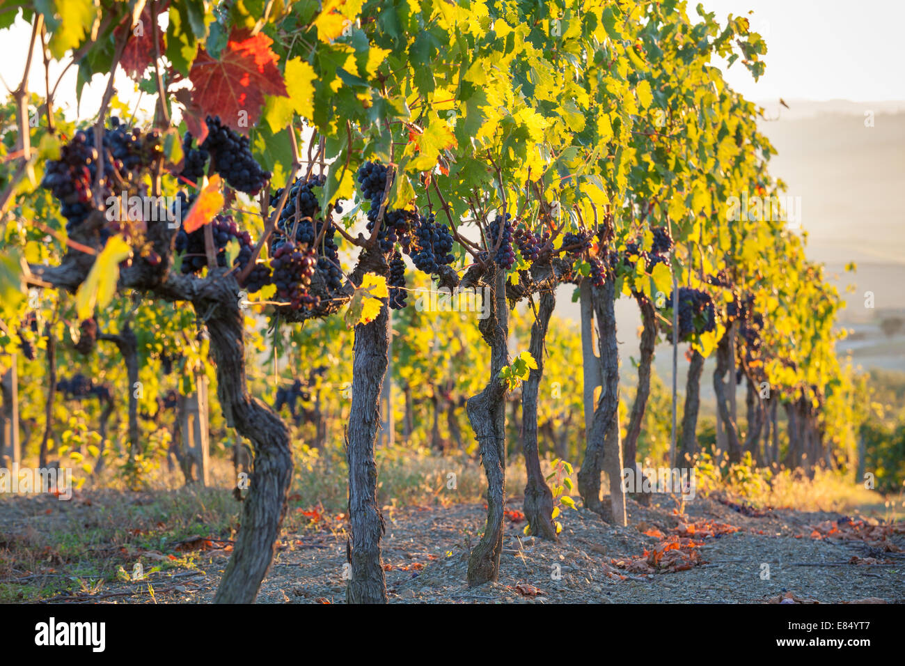 Grapes in Montalcino, Tuscany Italy vineyard known for Brunello wine ...