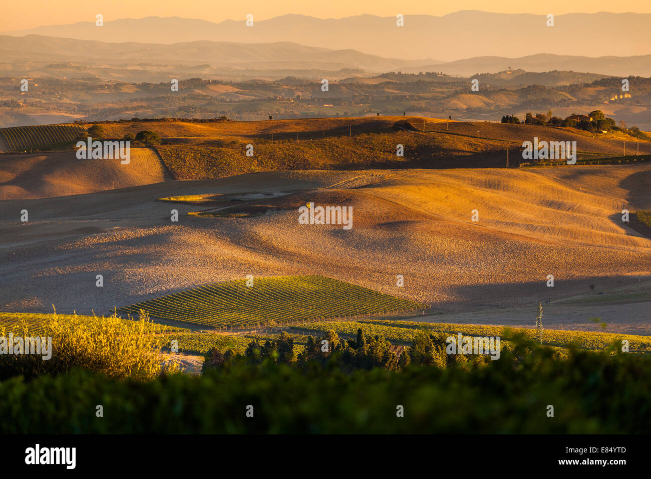 Sunshine view of rural Italian Tuscany landscape; hills with vineyard ...
