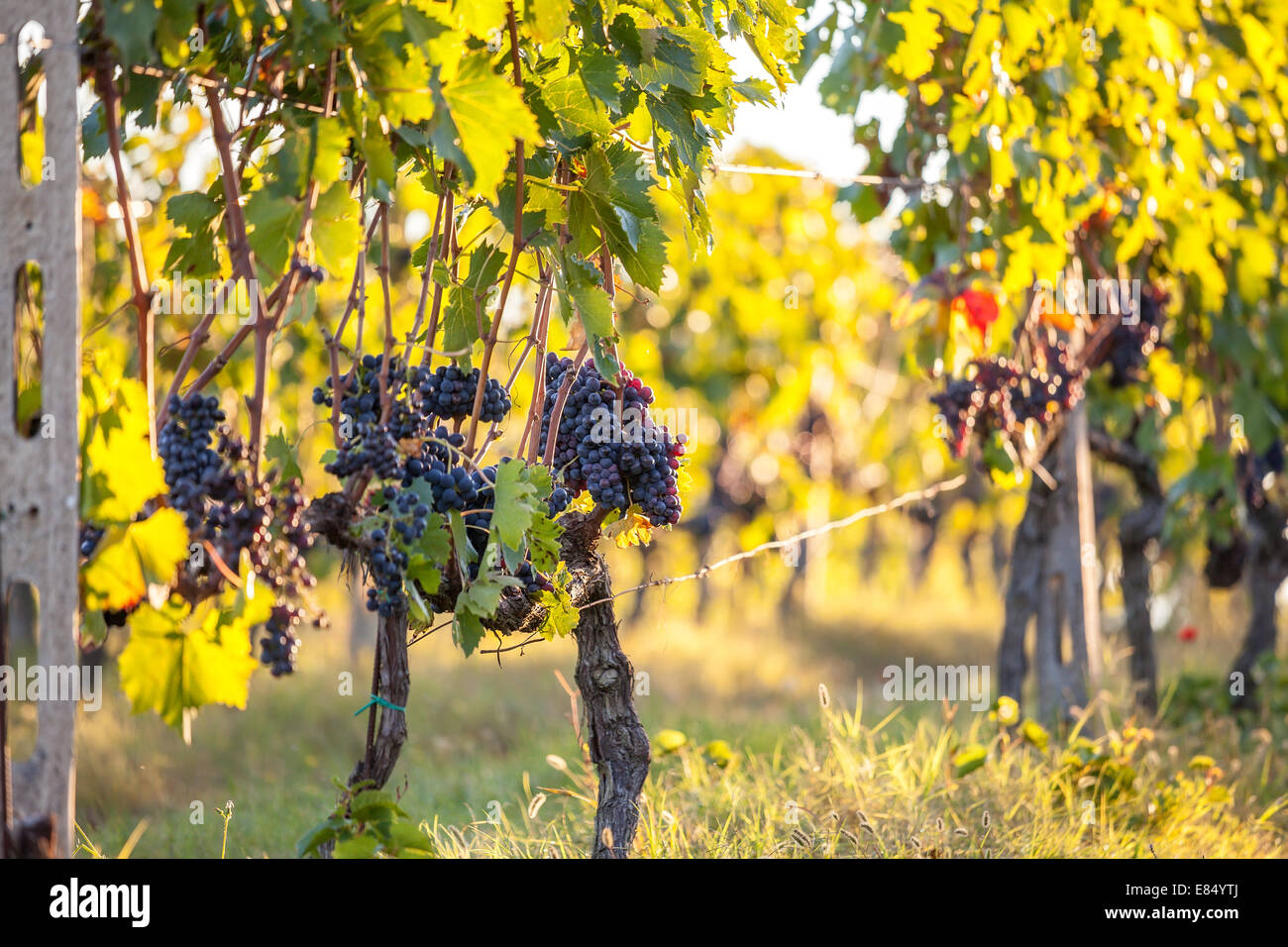 Grapes in vineyard of Montalcino, Tuscany Italy known for Brunello wine ...