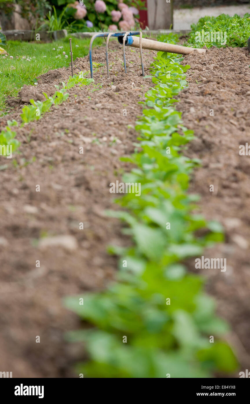 Row of newly growing vegetables at an allotment Stock Photo - Alamy