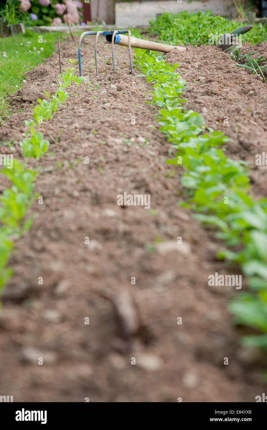 Row of newly growing vegetables at an allotment Stock Photo - Alamy