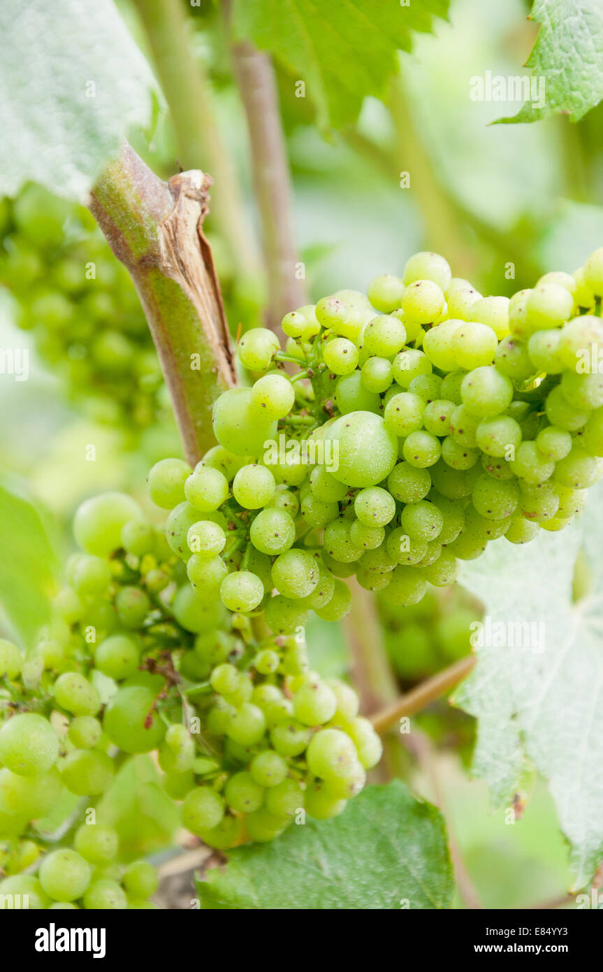 Grapes ripening at a vineyard Stock Photo - Alamy