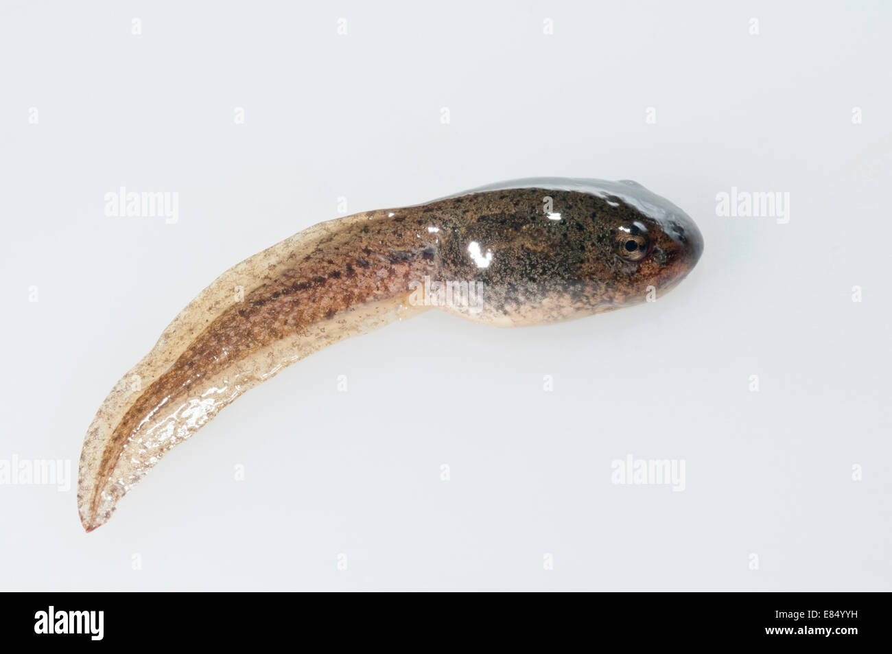 Tadpole america hi-res stock photography and images - Alamy