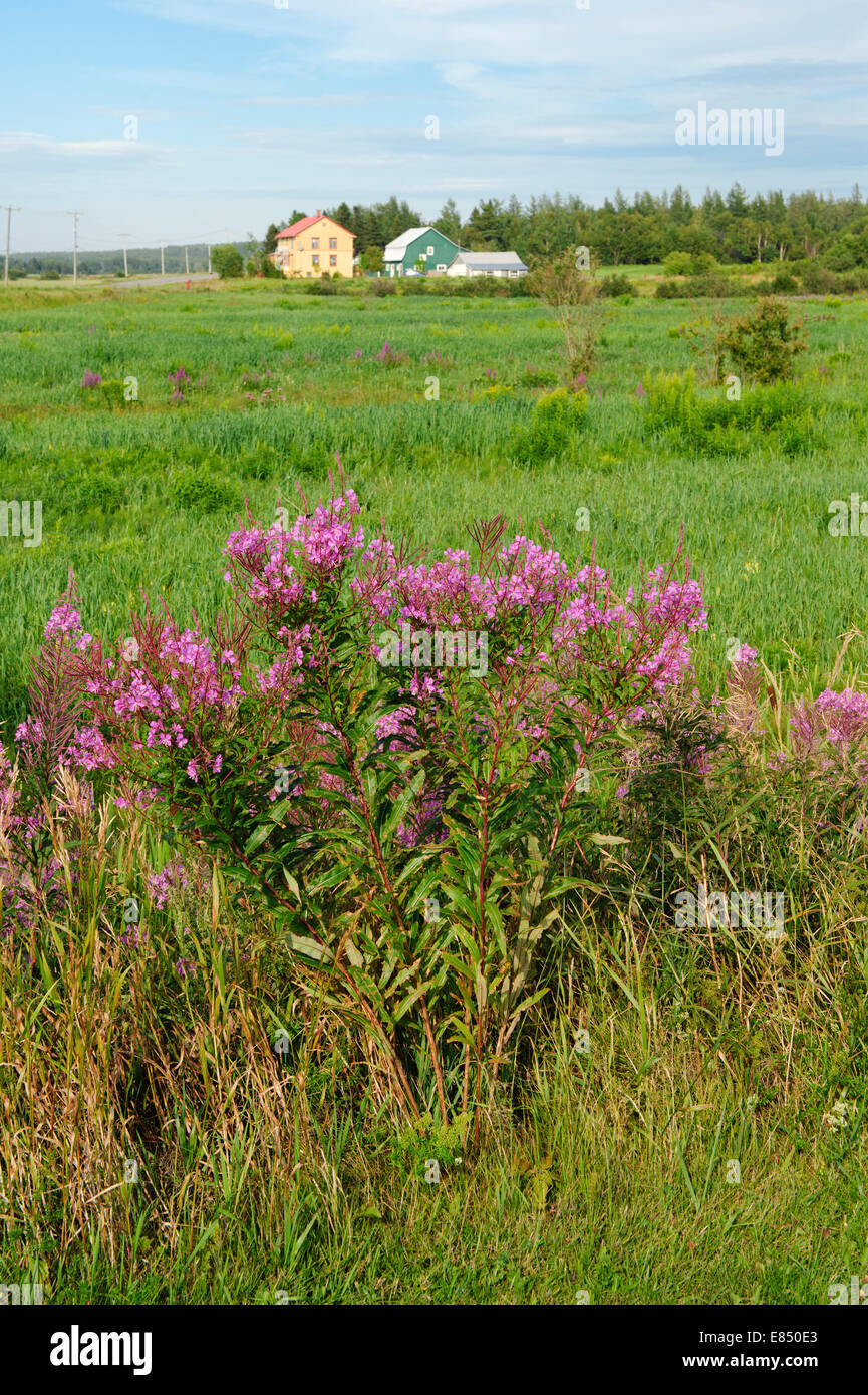 Wildflowers in quebec hi-res stock photography and images - Alamy