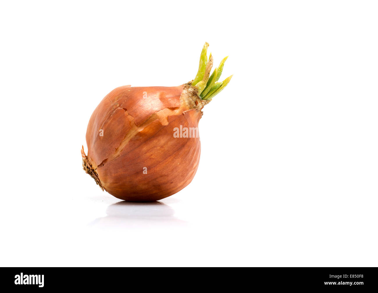Onion dry hi-res stock photography and images - Alamy