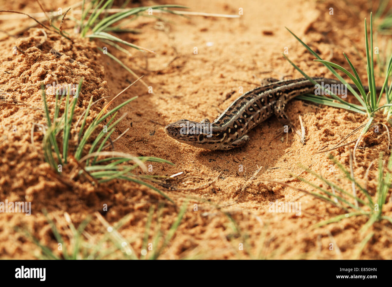 Lizard and sand Stock Photo - Alamy