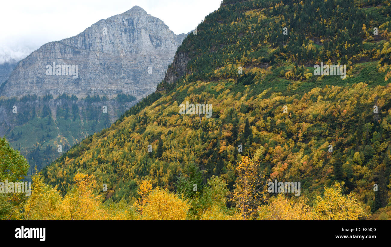 Trees with Fall or Autumn colors as viewed from Going-to-the-Sun Road ...