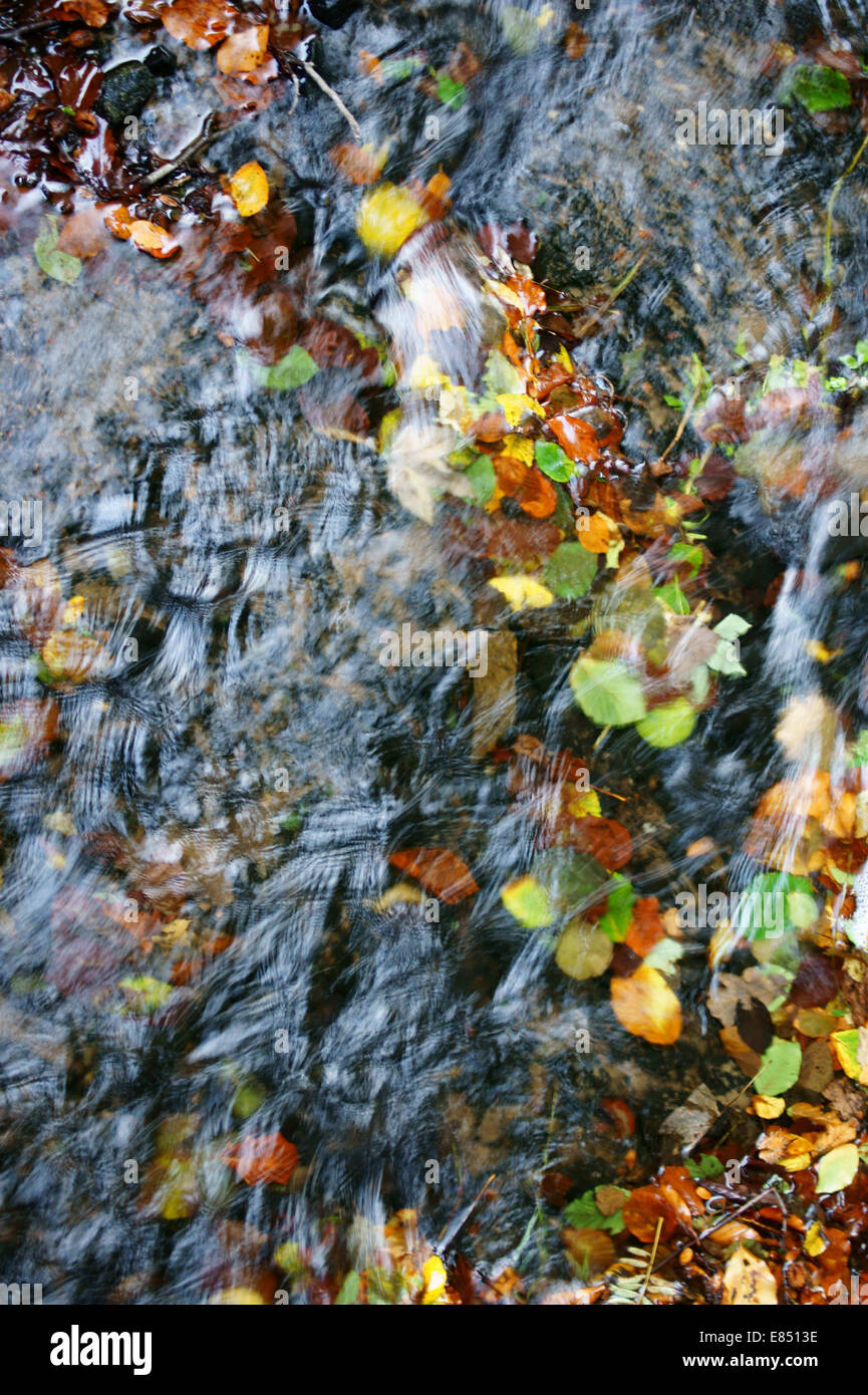 Autumn leaves in stream Stock Photo - Alamy