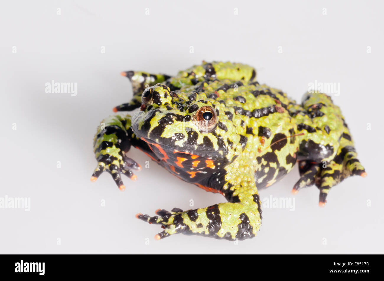 Oriental fire-bellied toad, Bombina orientalis; native to Korea, China ...