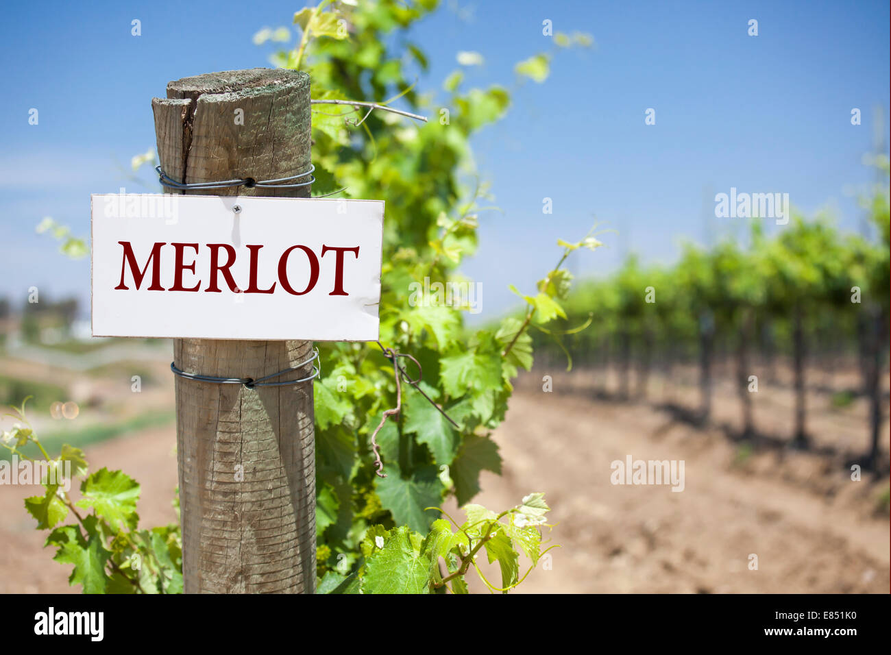 Merlot type of vine hi-res stock photography and images - Alamy