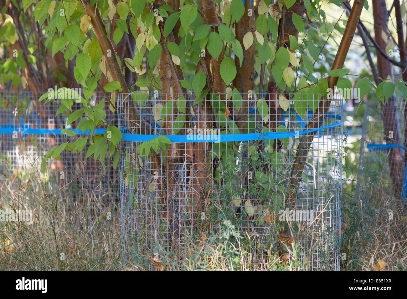 Saplings wrapped in wire to protected them from beavers in city park ...