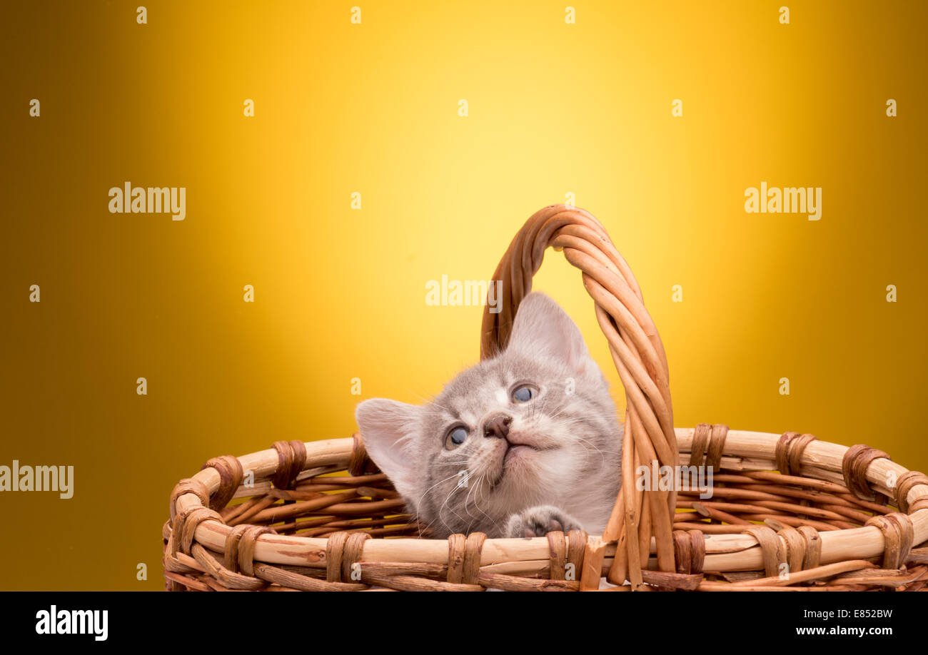 Little funny kitten Stock Photo - Alamy