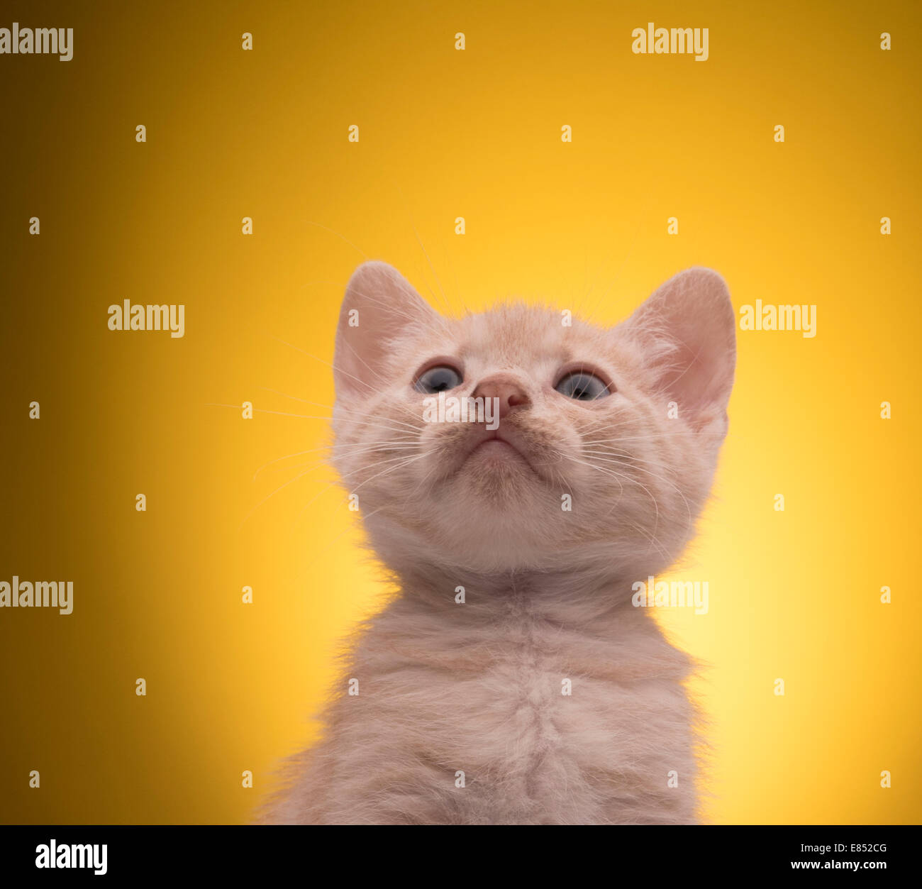 Little funny kitten Stock Photo - Alamy