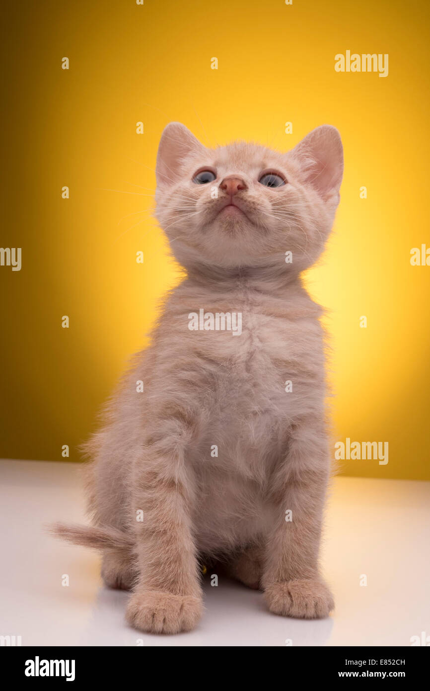 Little funny kitten Stock Photo - Alamy