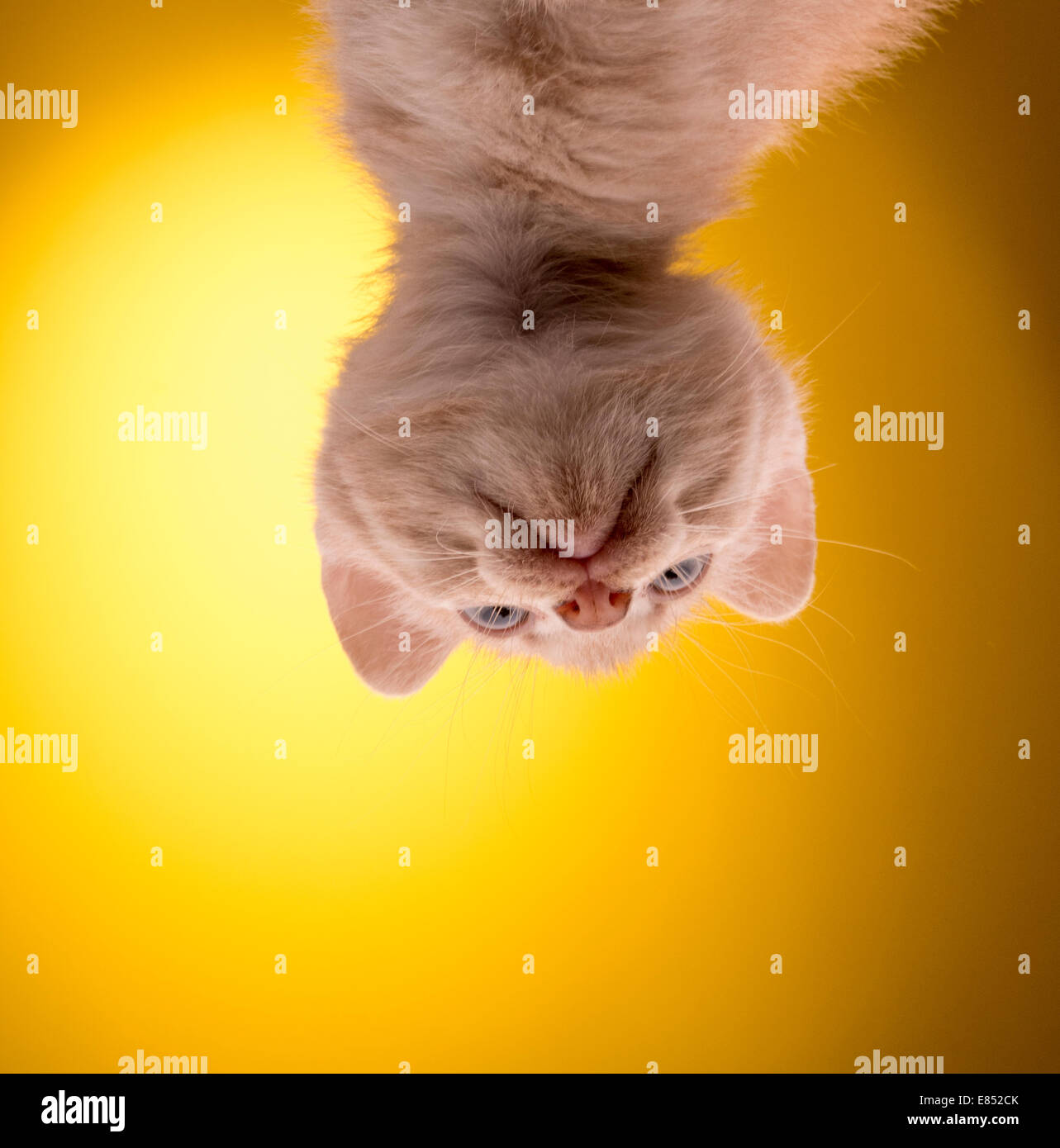 Little funny kitten Stock Photo - Alamy