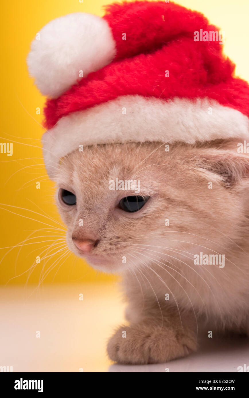 Little funny kitten Stock Photo - Alamy