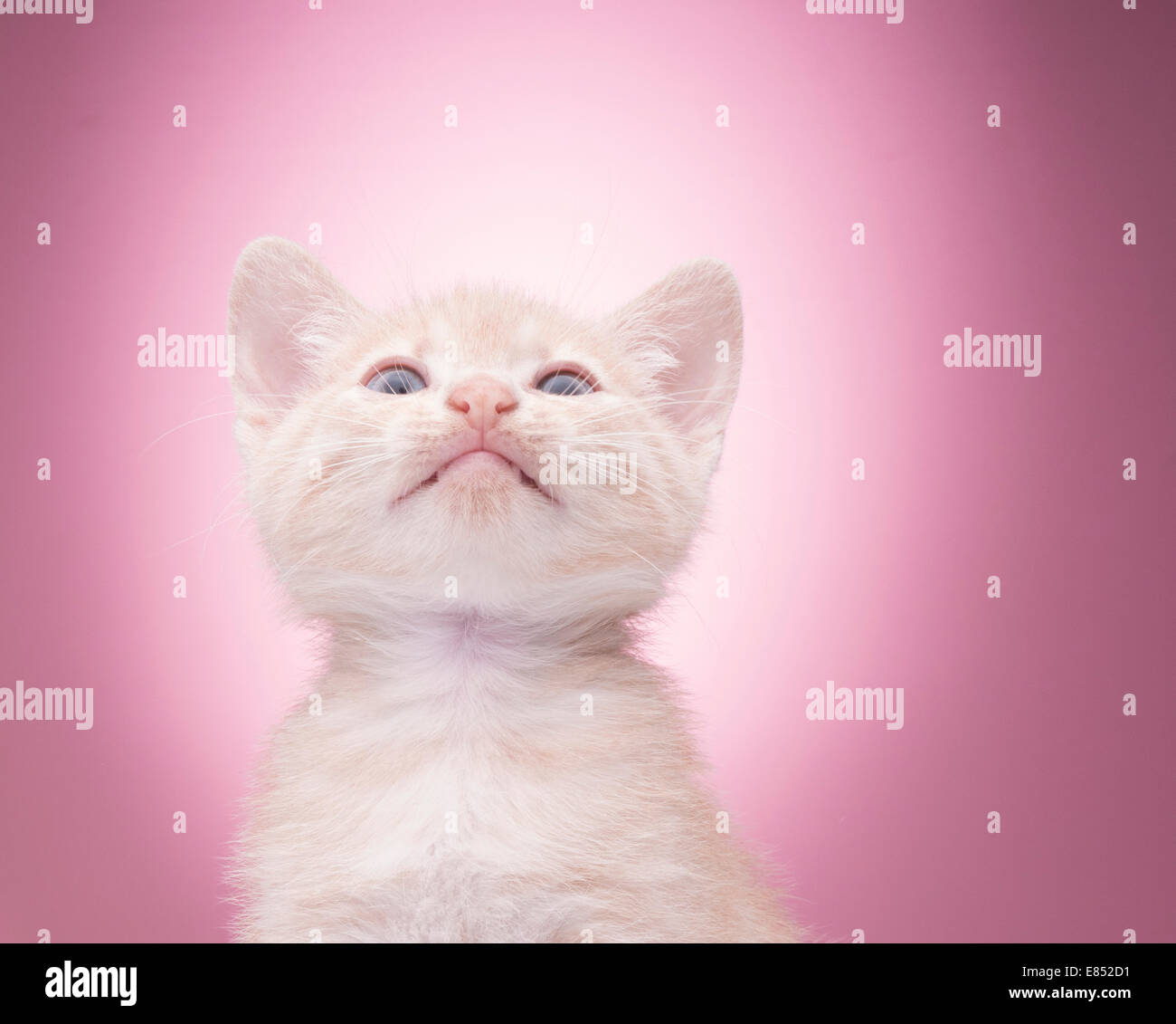 Little funny kitten Stock Photo - Alamy