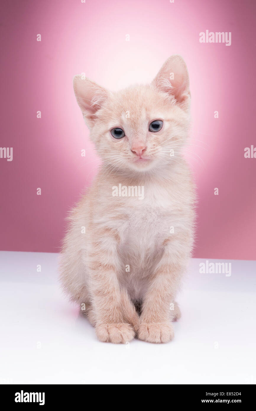 Little funny kitten Stock Photo - Alamy