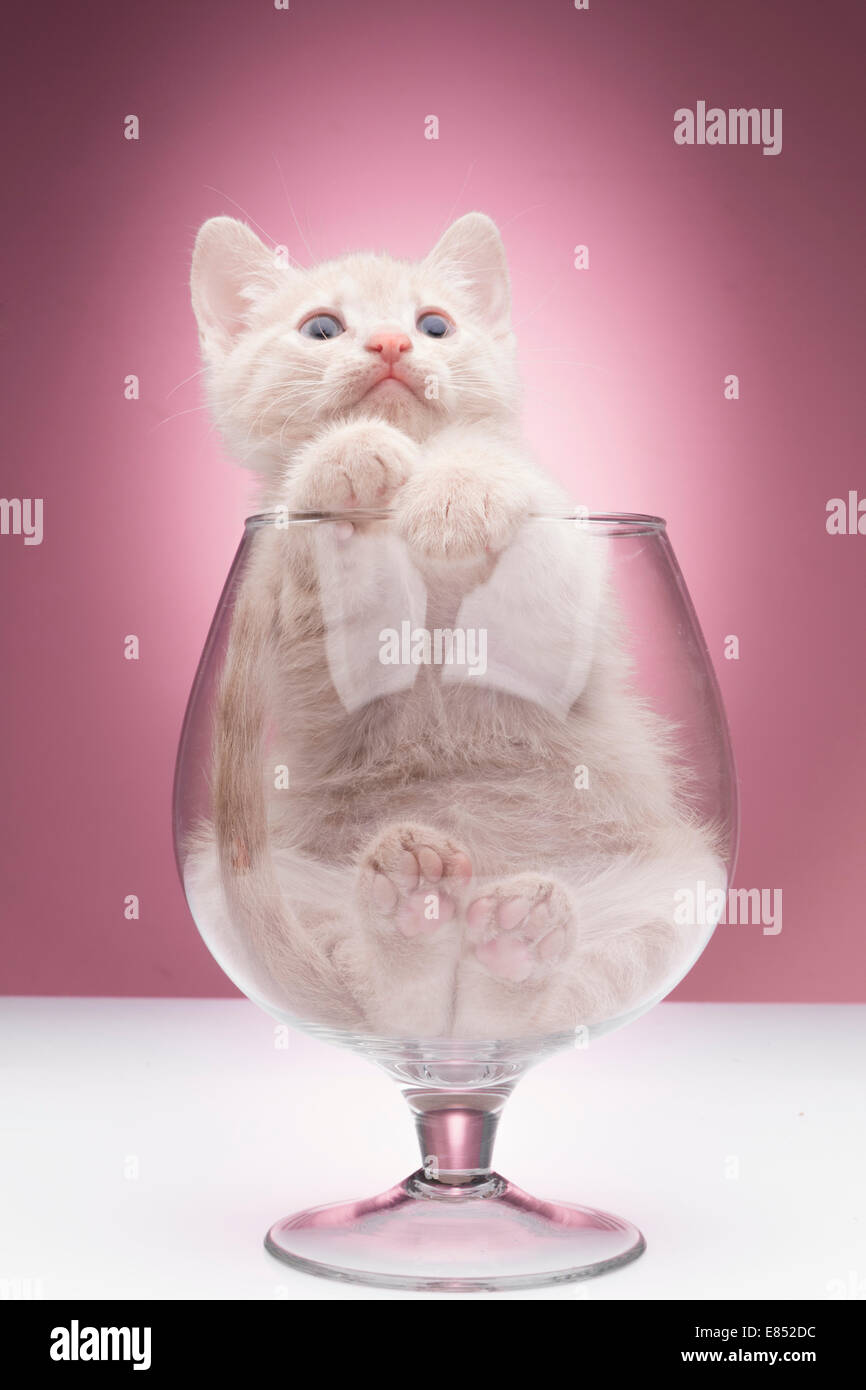 Little funny kitten Stock Photo - Alamy