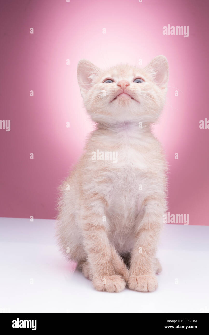 Little funny kitten Stock Photo - Alamy