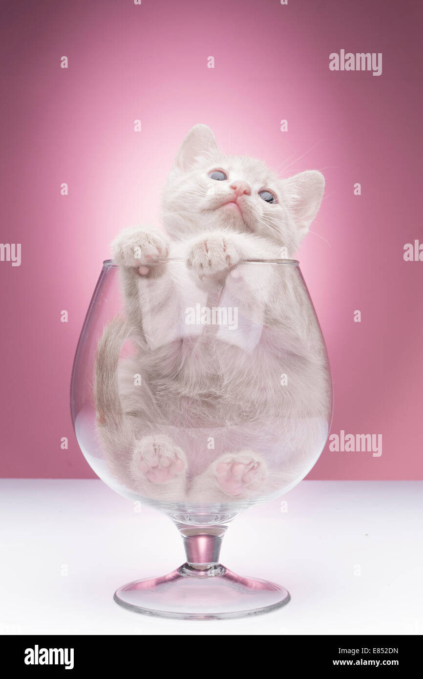 Little funny kitten Stock Photo - Alamy