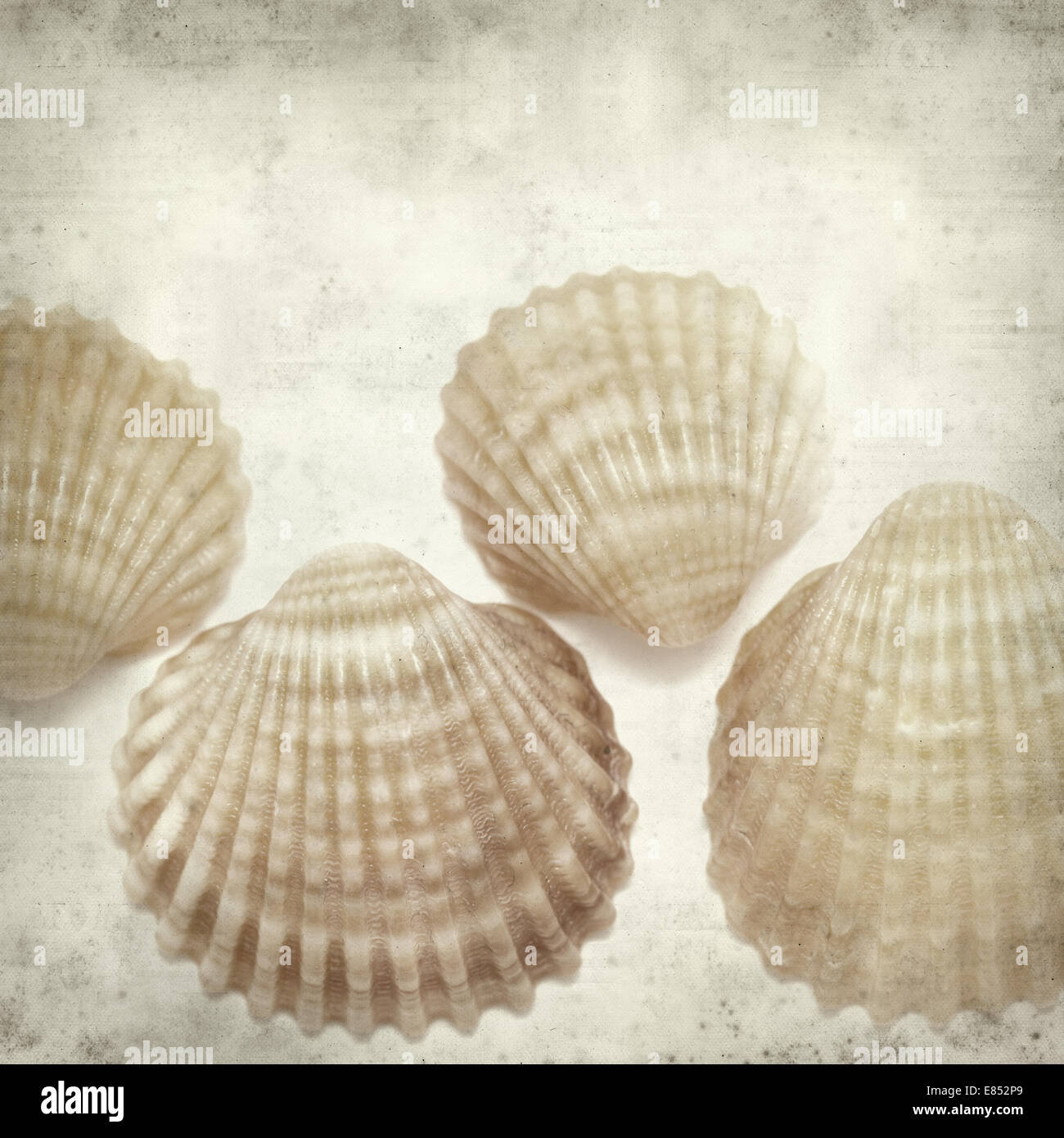 textured old paper background with cockle shells Stock Photo - Alamy
