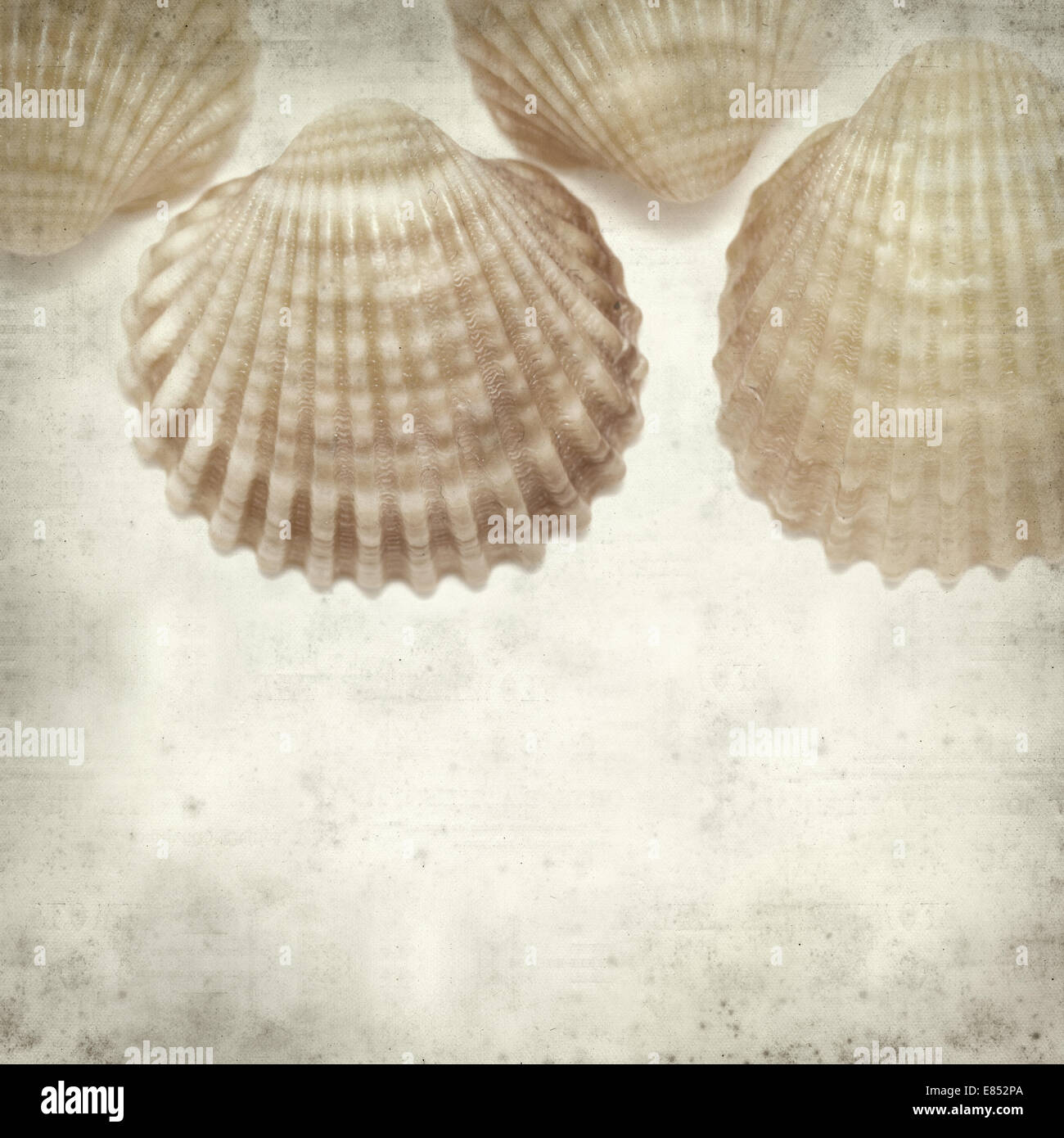 textured old paper background with cockle shells Stock Photo - Alamy