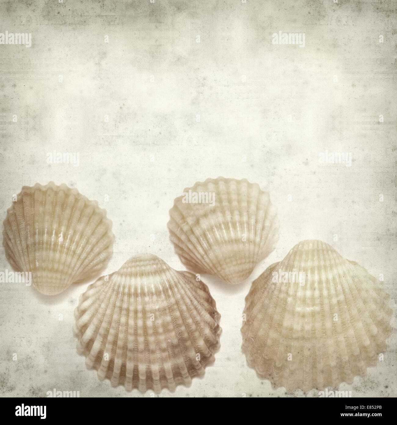 textured old paper background with cockle shells Stock Photo - Alamy