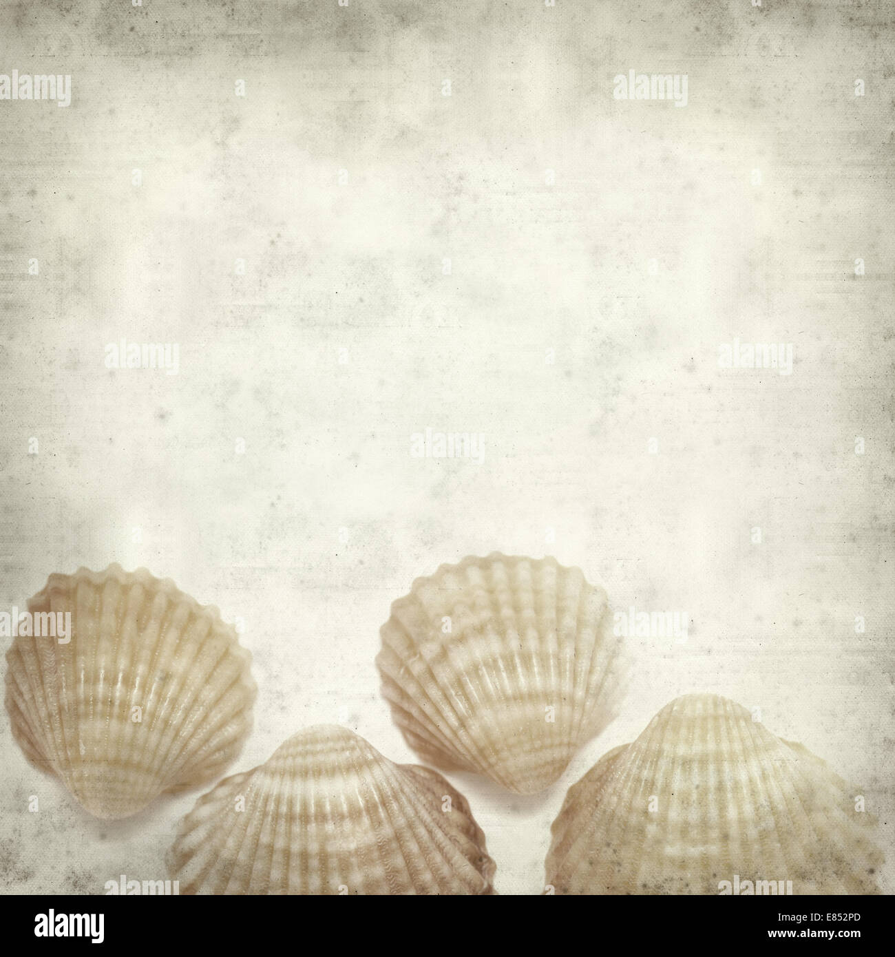textured old paper background with cockle shells Stock Photo - Alamy